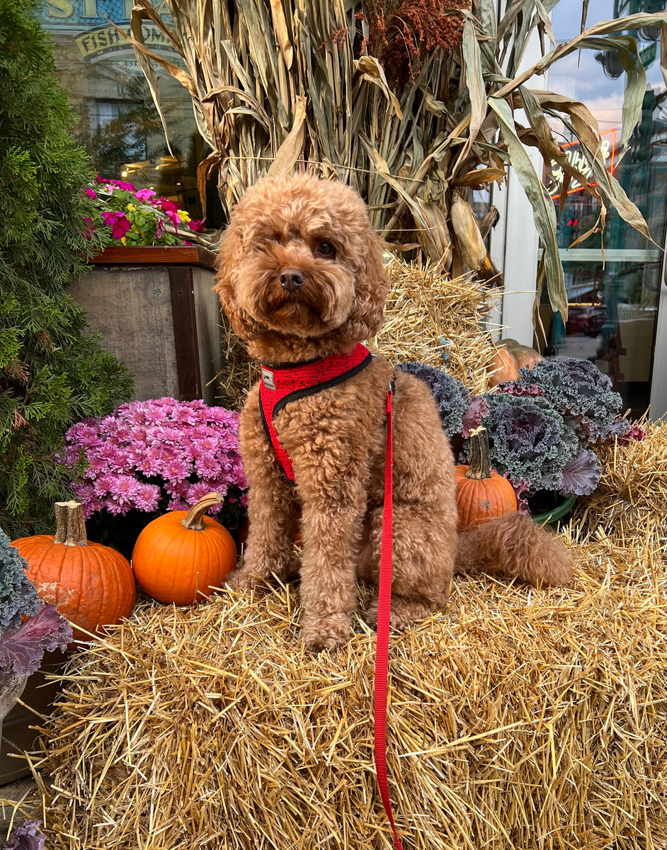 DOGS OF DOWNTOWN: Karl – MKE Dog Park