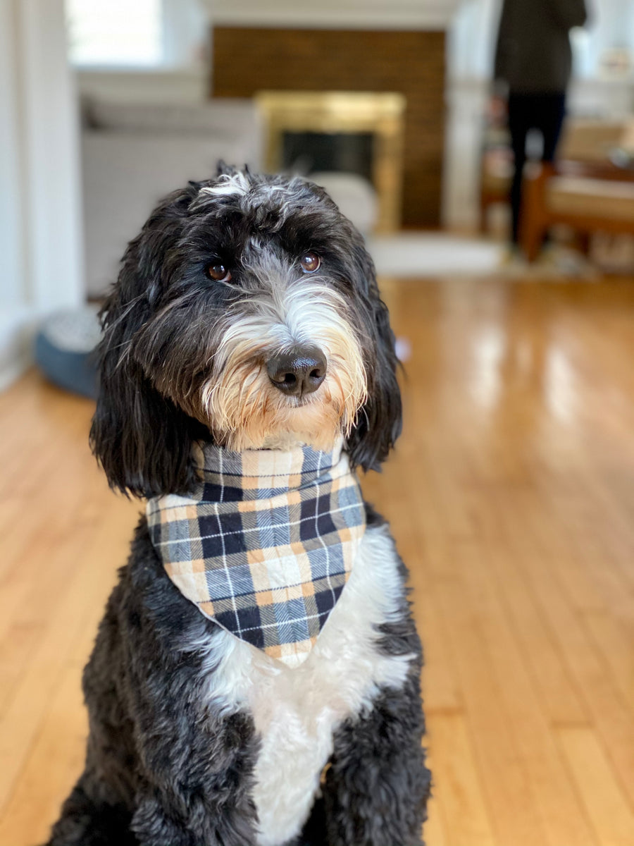 DOGS OF DOWNTOWN: Murphy – MKE Dog Park
