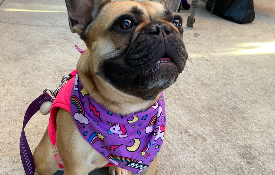 End the summer with a BARK at these Dog Park events – MKE Dog Park