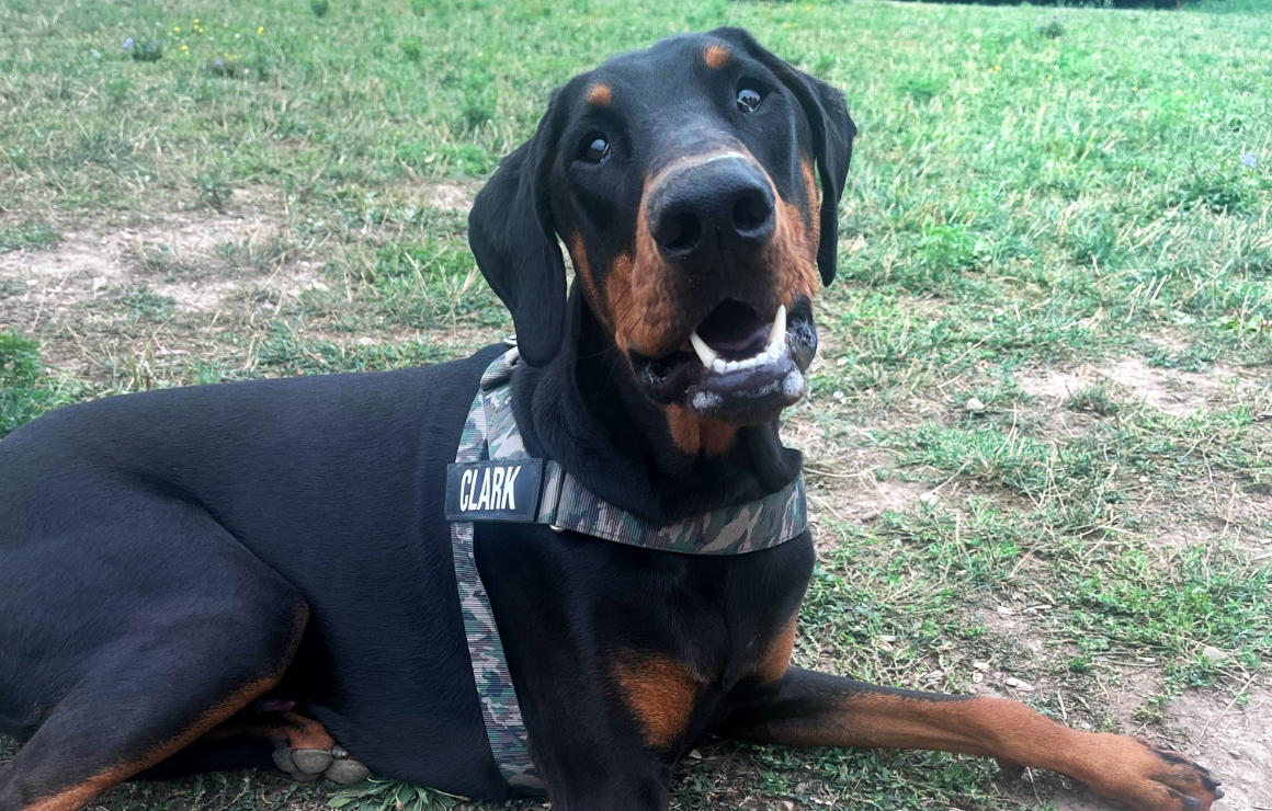 Dogs of Downtown: Clark – MKE Dog Park