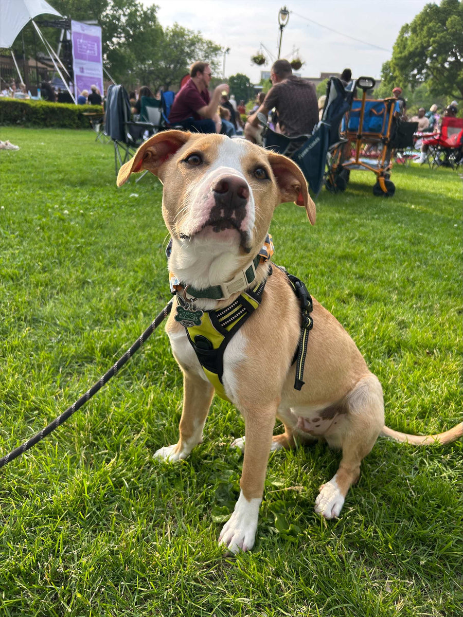 DOGS OF DOWNTOWN: Bo – MKE Dog Park