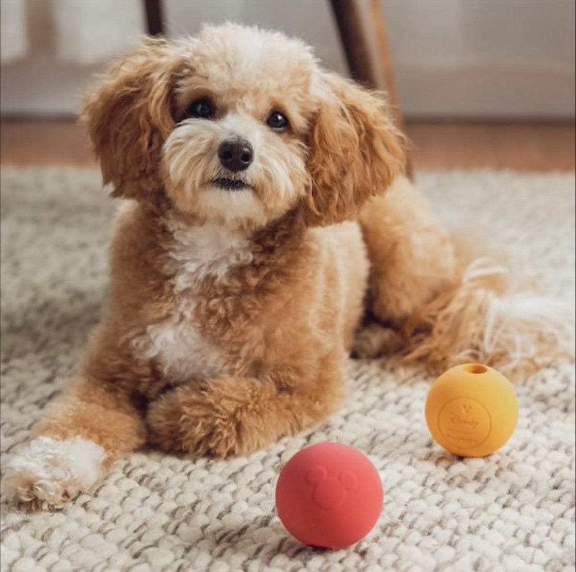 DOGS OF DOWNTOWN: Moshi – MKE Dog Park